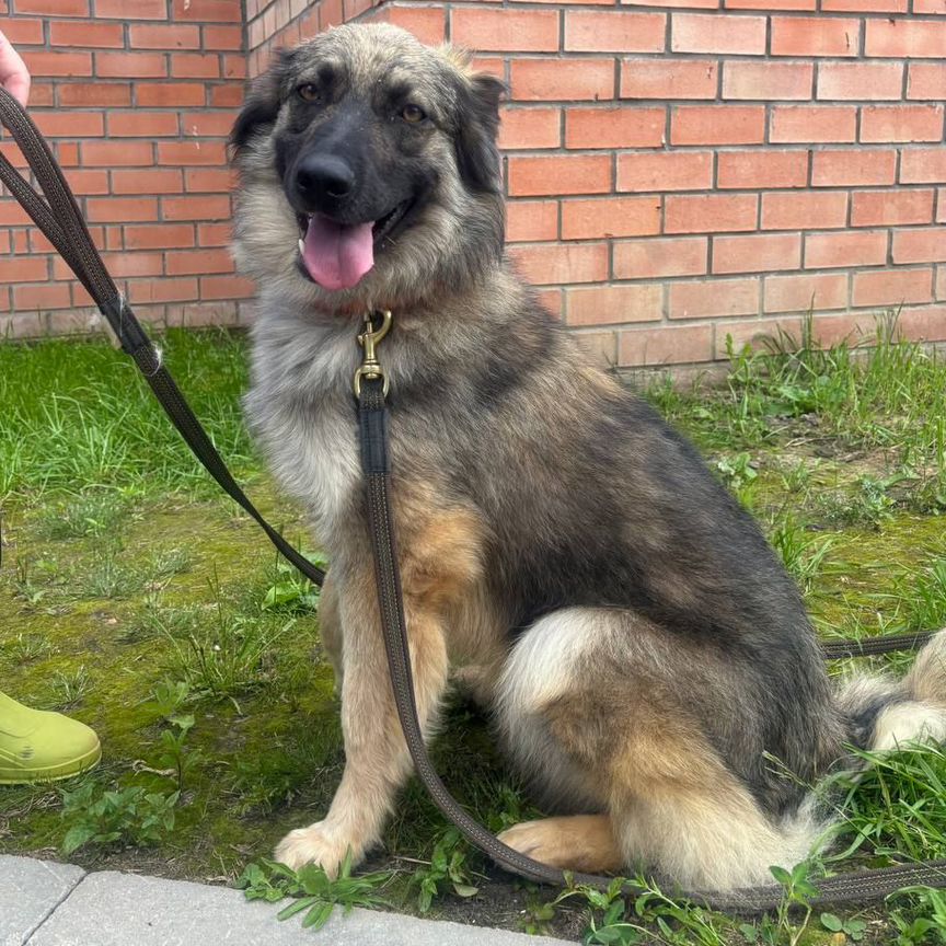 Шкипер из приюта Малинки