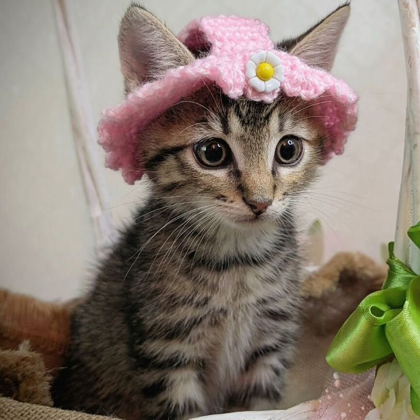 Котёнок в добрые руки