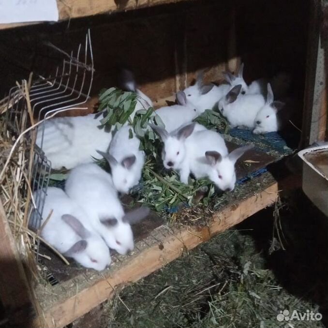 Кролики калифорнийские