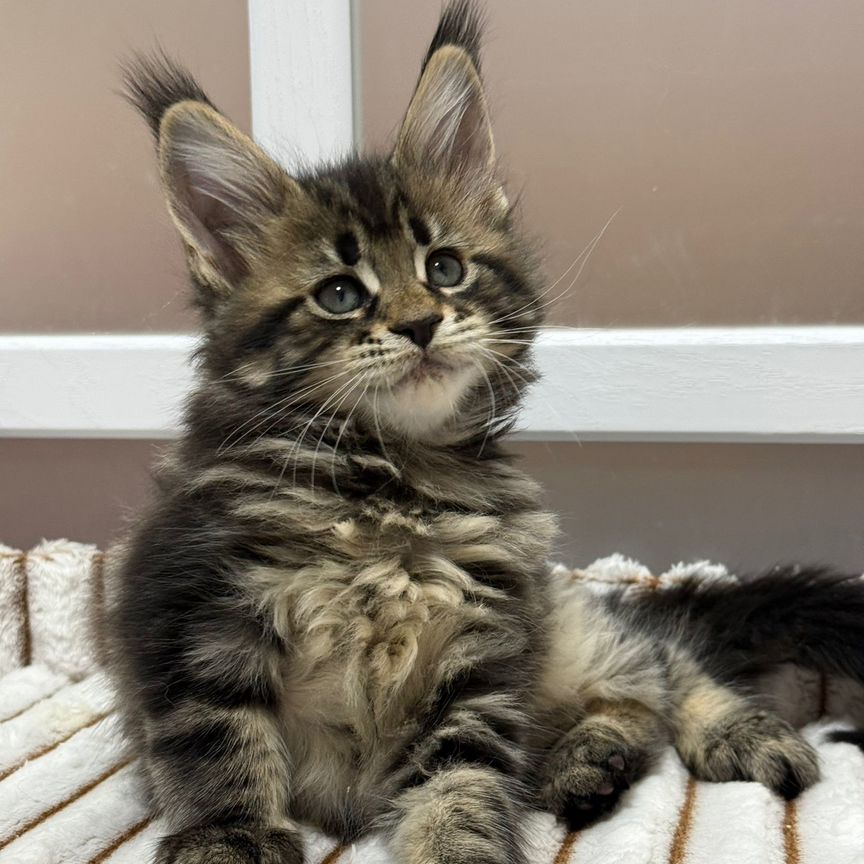 Мейн-кун котёнок