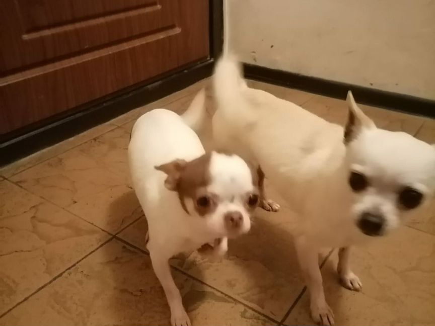 Чихуахуа мини кобби