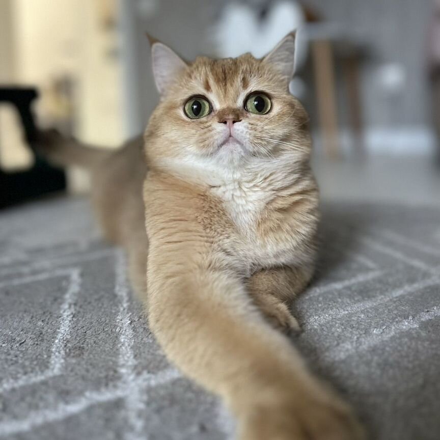 Британский короткошёрстный кот, взрослый