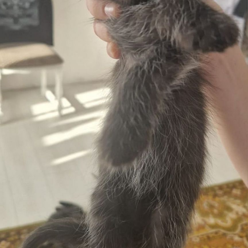 Котики бесплатно в добрые руки