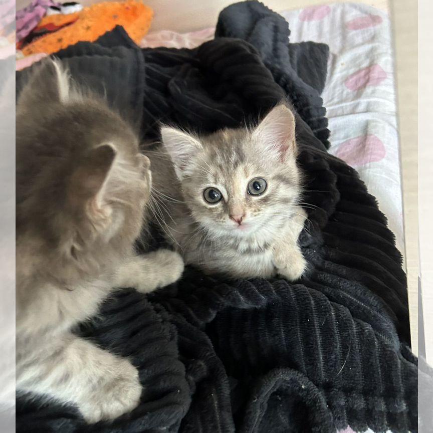 Котенок девочка в добрые руки