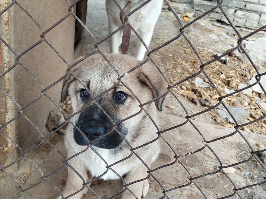 Щенок в добрые руки бесплатно