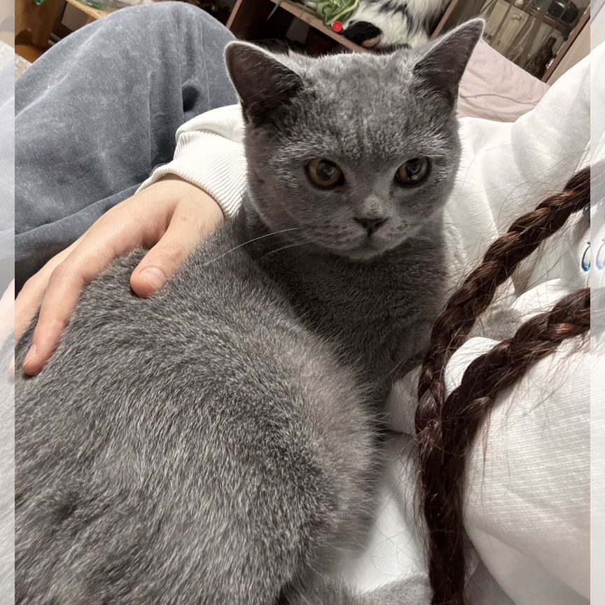 Британский короткошёрстный котёнок