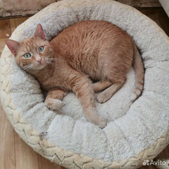 Кошечка Рыжуля