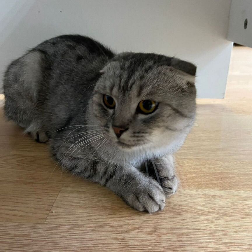 Кот в добрые руки