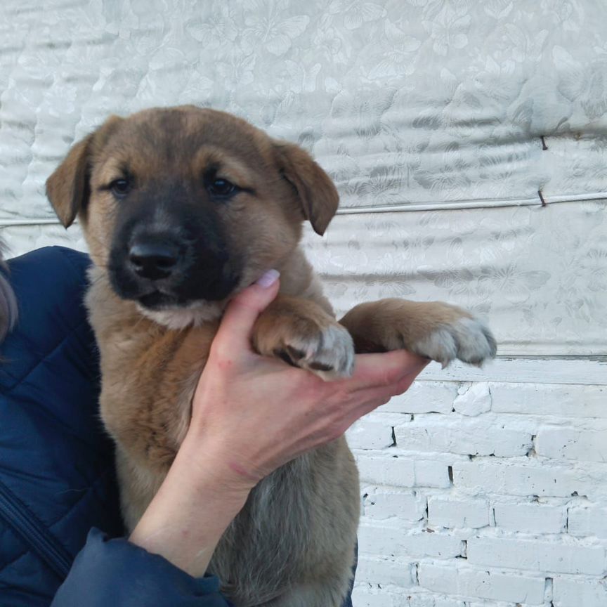 Щенок от крупной собаки