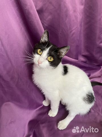 Лаки в добрые руки