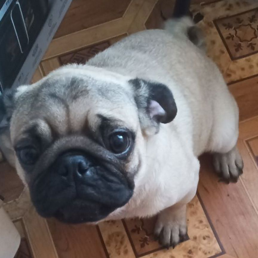 Мопс, щенок