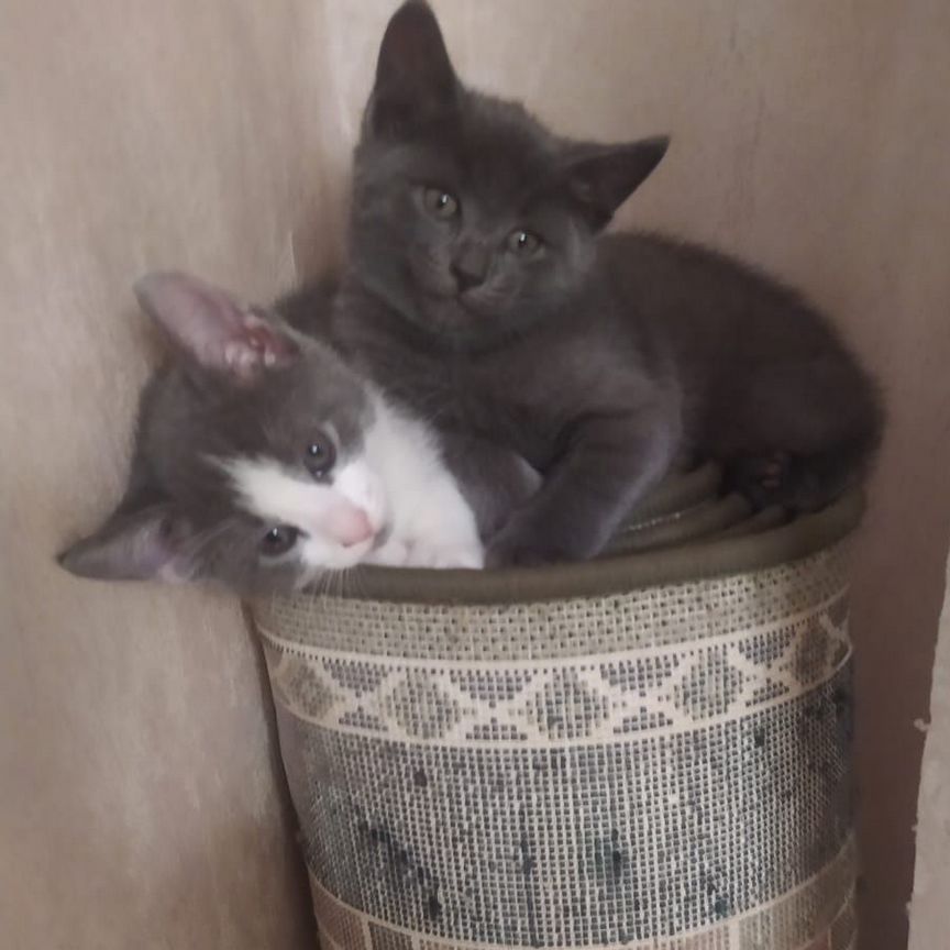 Котята в добрые руки бесплатно мальчик