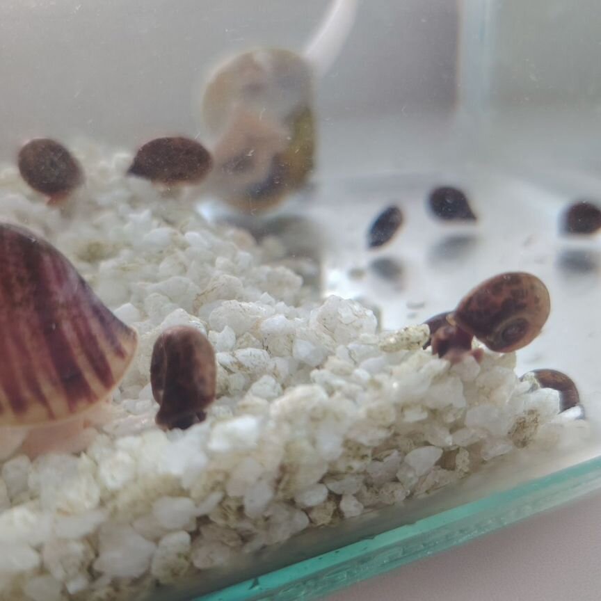 Улитки аквариумные