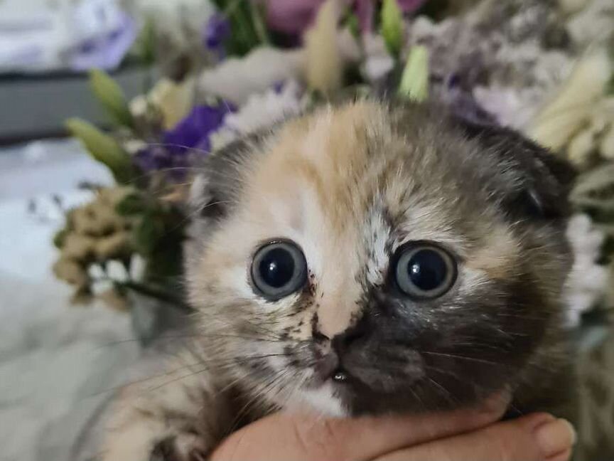 Шотландские котята
