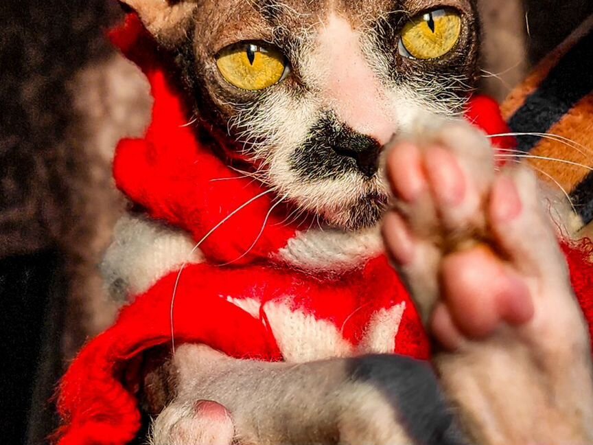 Канадский сфинкс браш