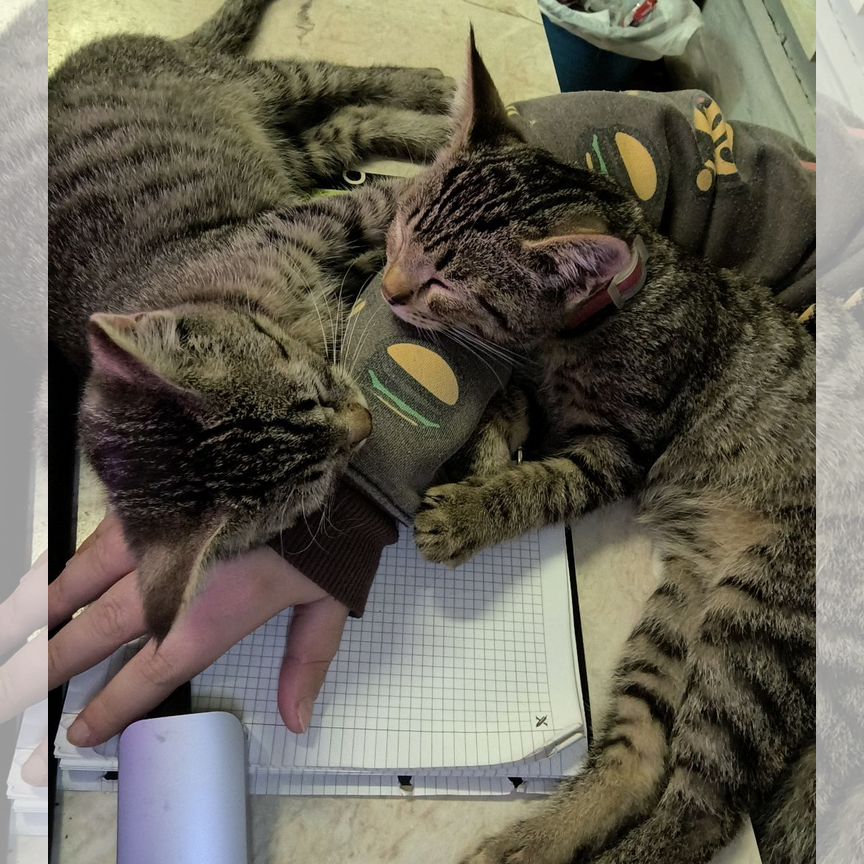 Котята в добрые руки бесплатно
