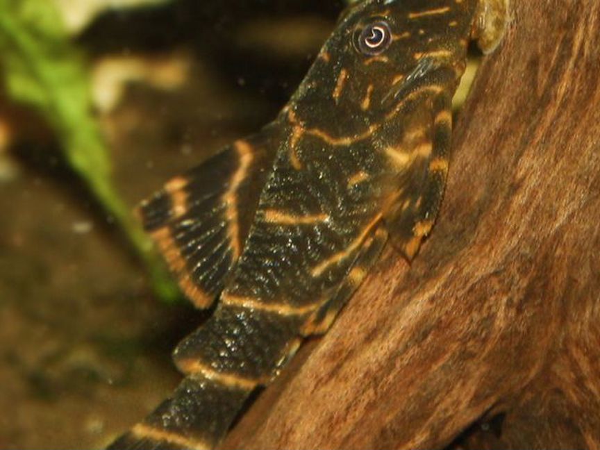 Номерные сомы l162