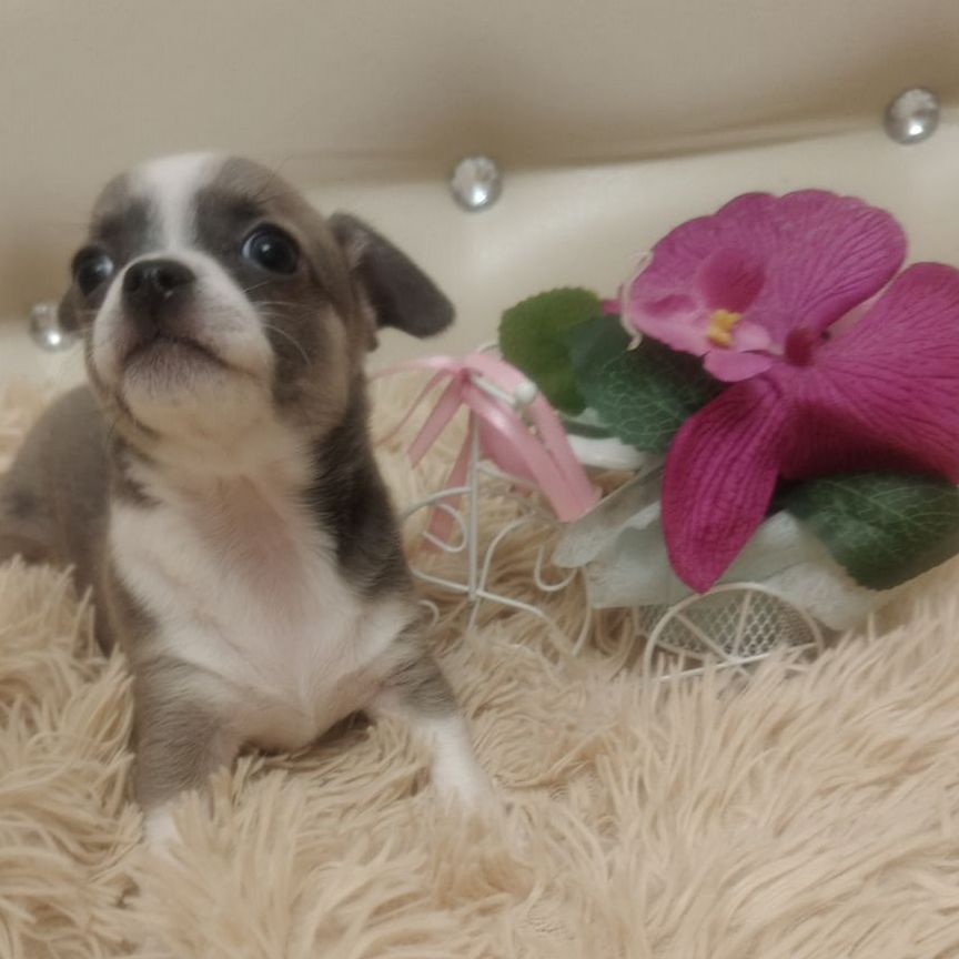 Чихуахуа, щенок