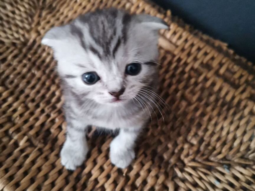 Шотландские котята