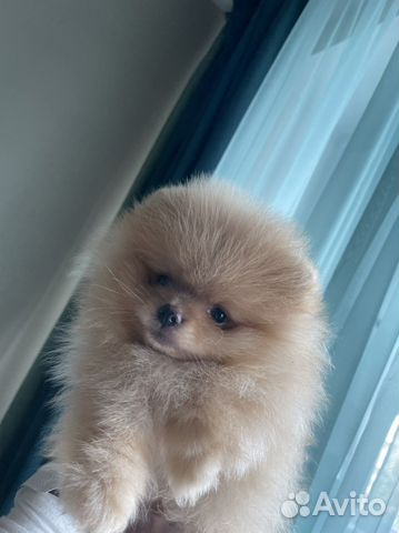 Померанский шпиц медвежьего типа мальчик