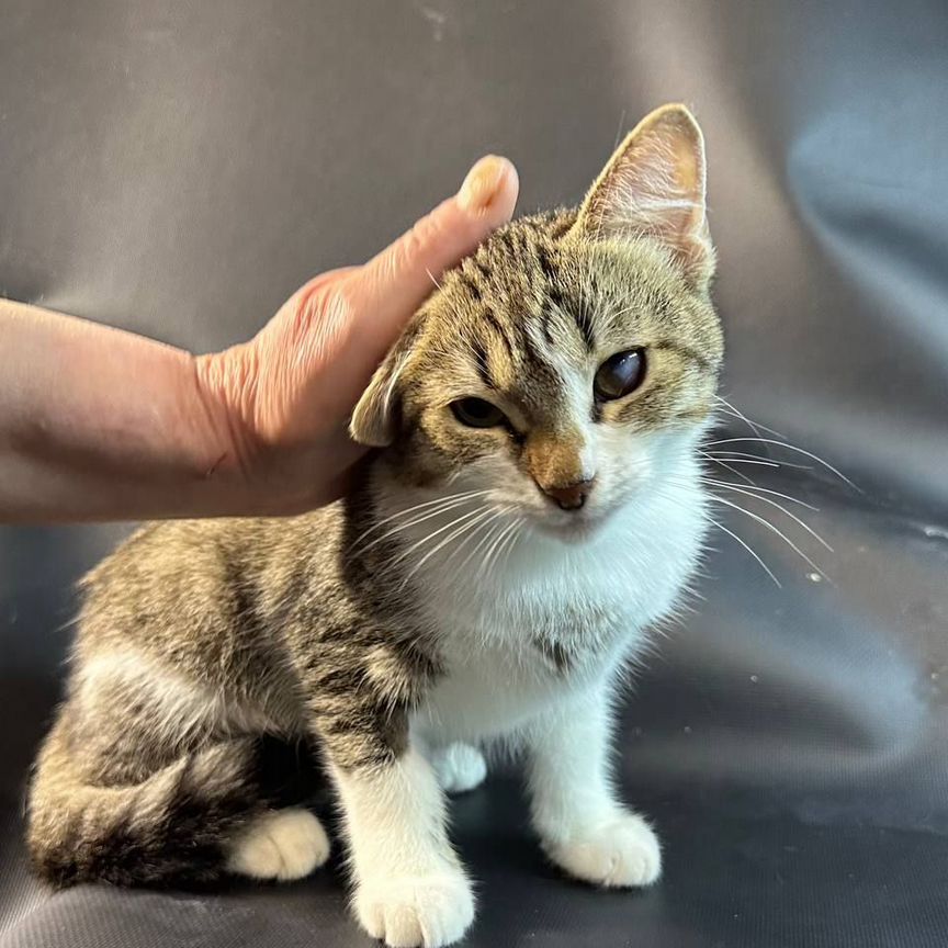 Глория, котёнок ищет дом