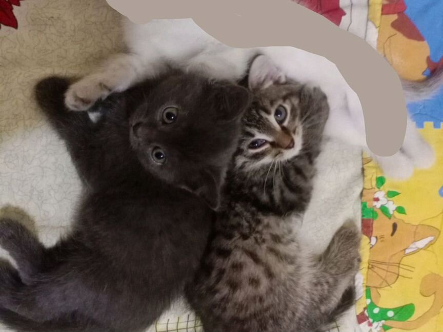 Котята в добрые руки