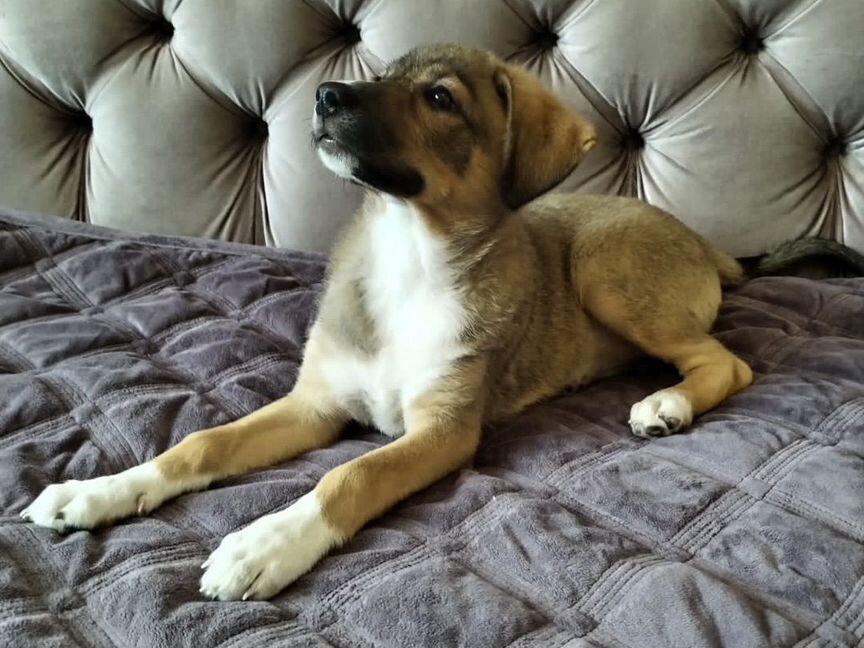 Собака в добрые руки