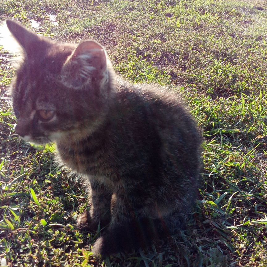 Продам котёнка мальчик примерно 3 месяца