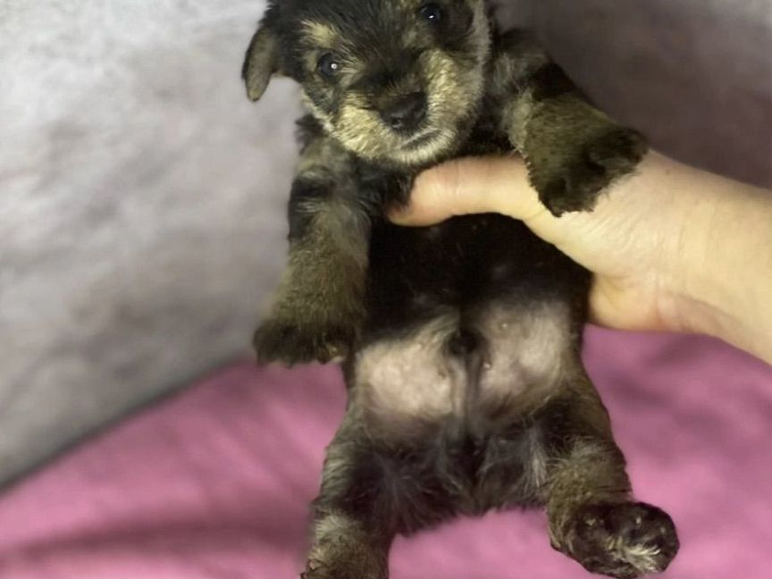 Щенки цвергшнауцера