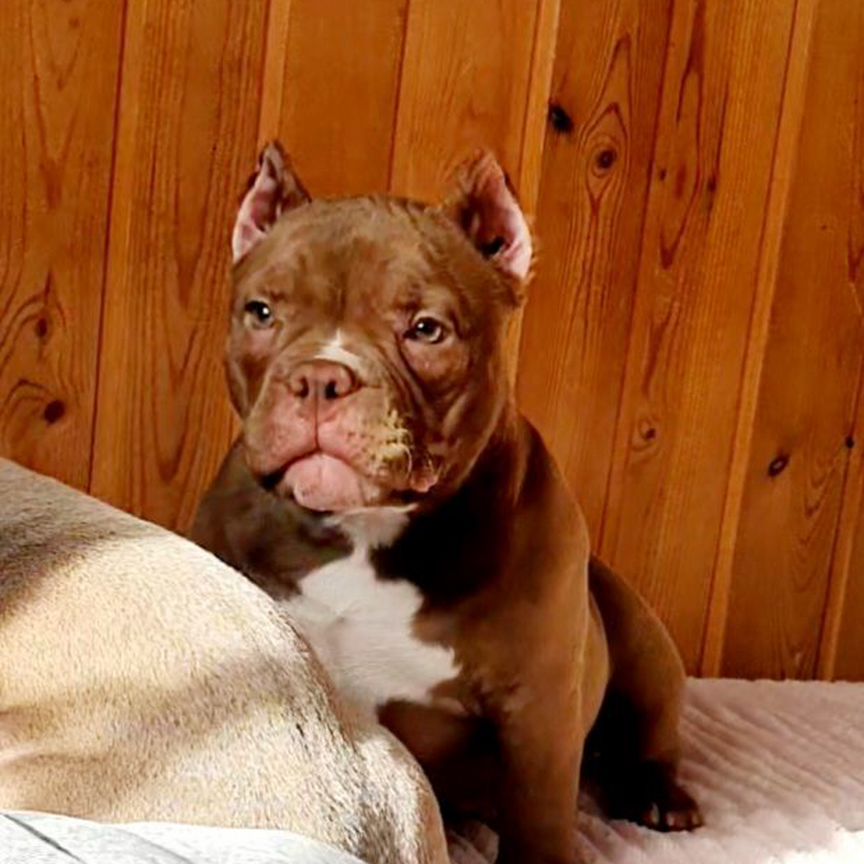 Американский булли покет микро