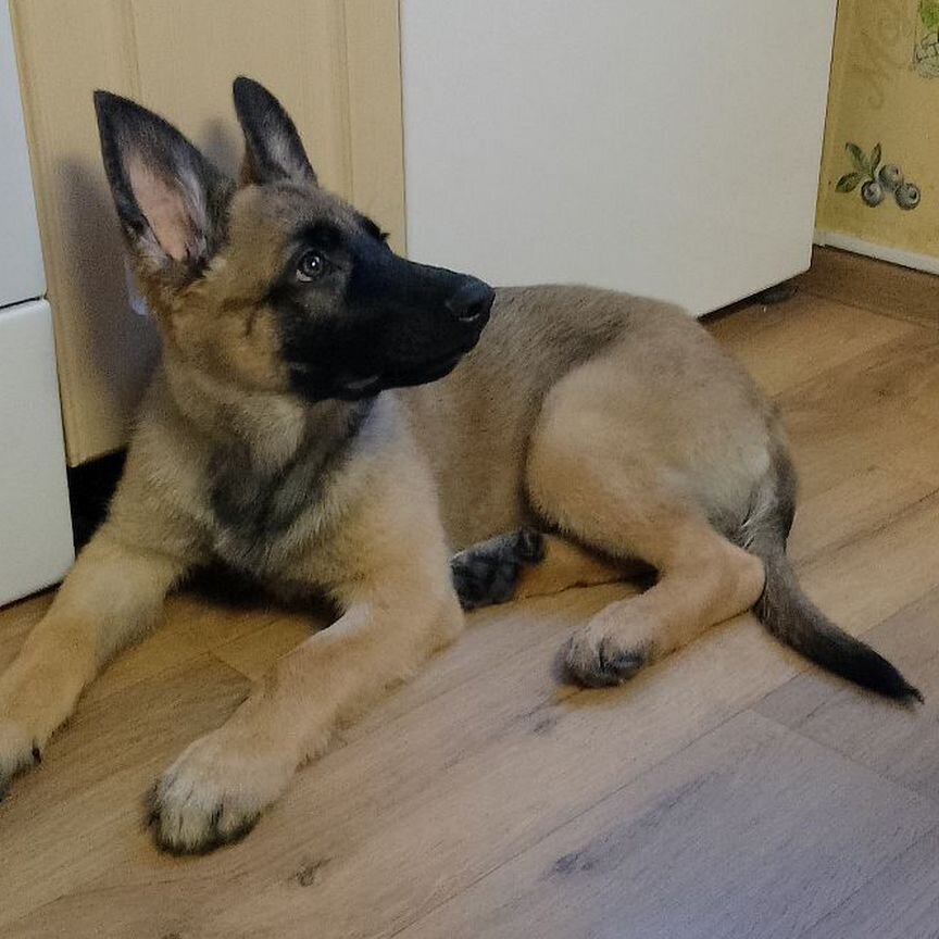 Немецкая овчарка, щенок