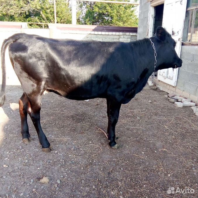 Лимузин телка.1.3 месяца