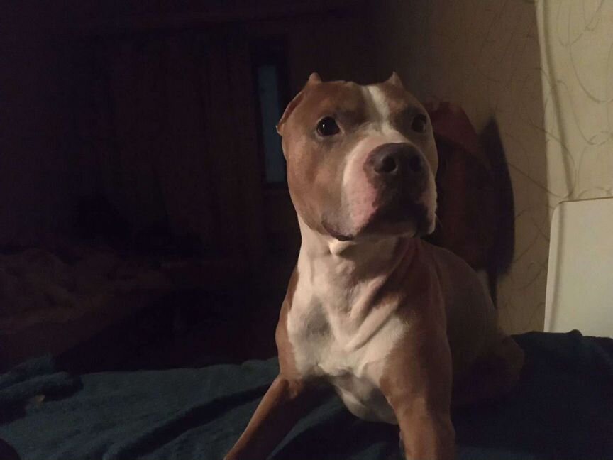 Стаффордширский терьер бесплатно