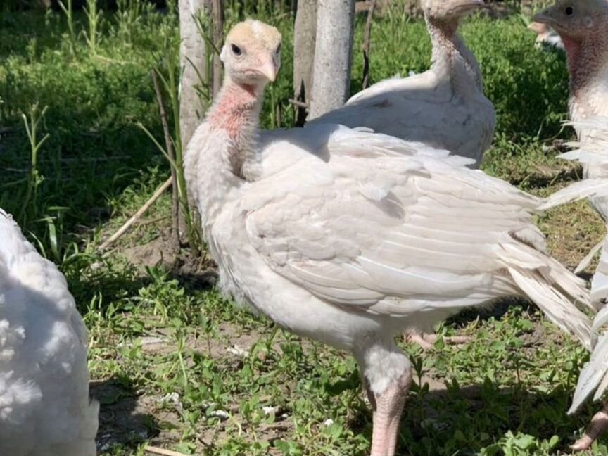 Индюшата хайбрид конвертер