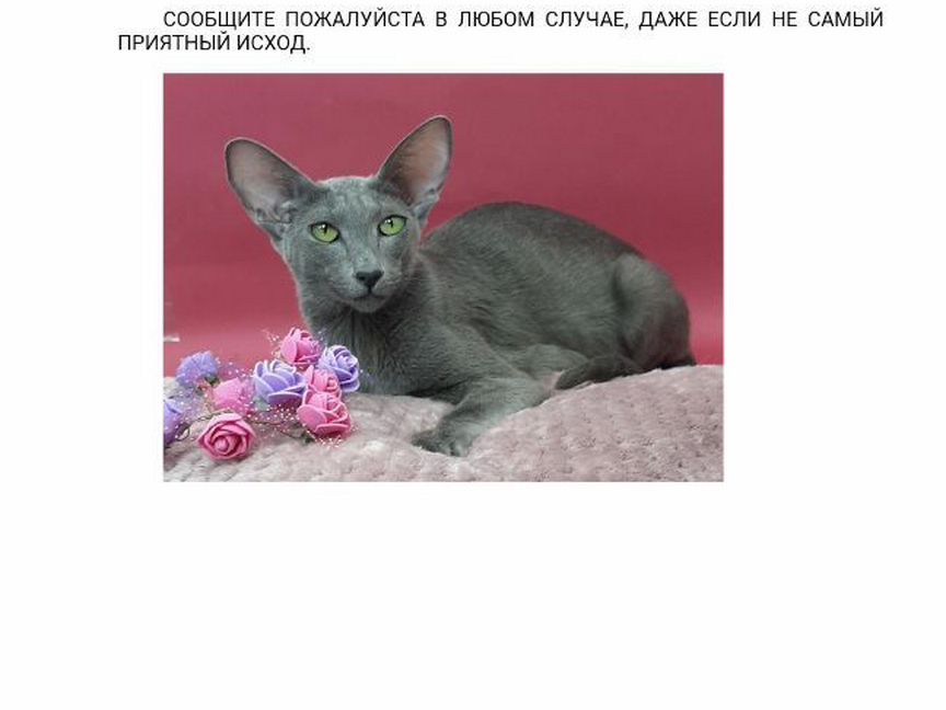 Потерялась кошечка