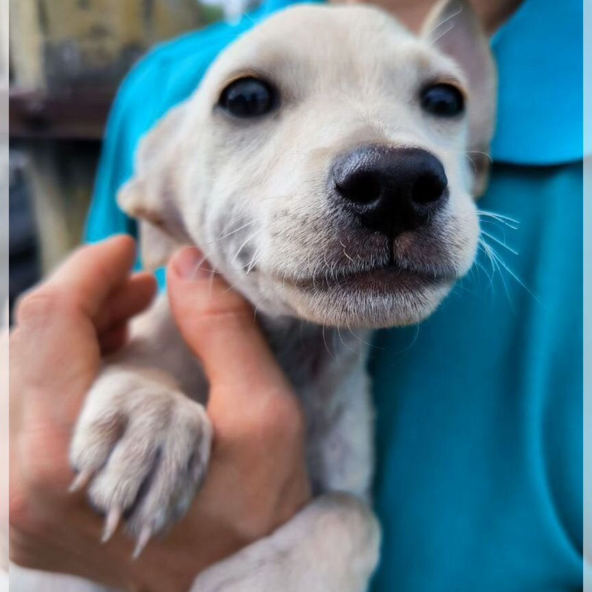 Щенок ищет дом