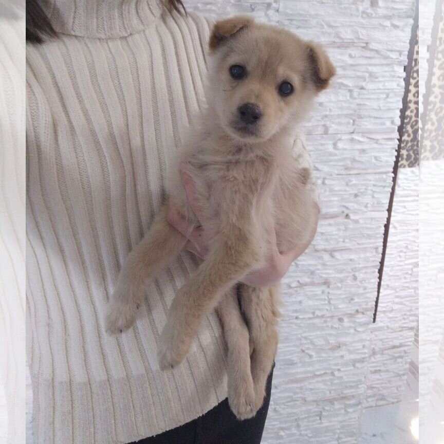 Щенок в добрые руки