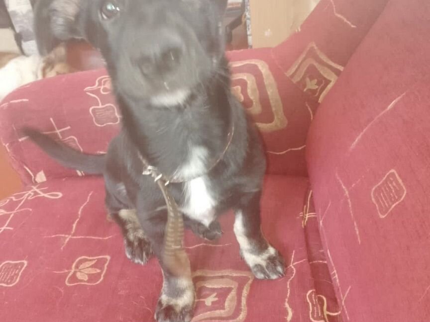 Щенок небольшой собаки из приюта