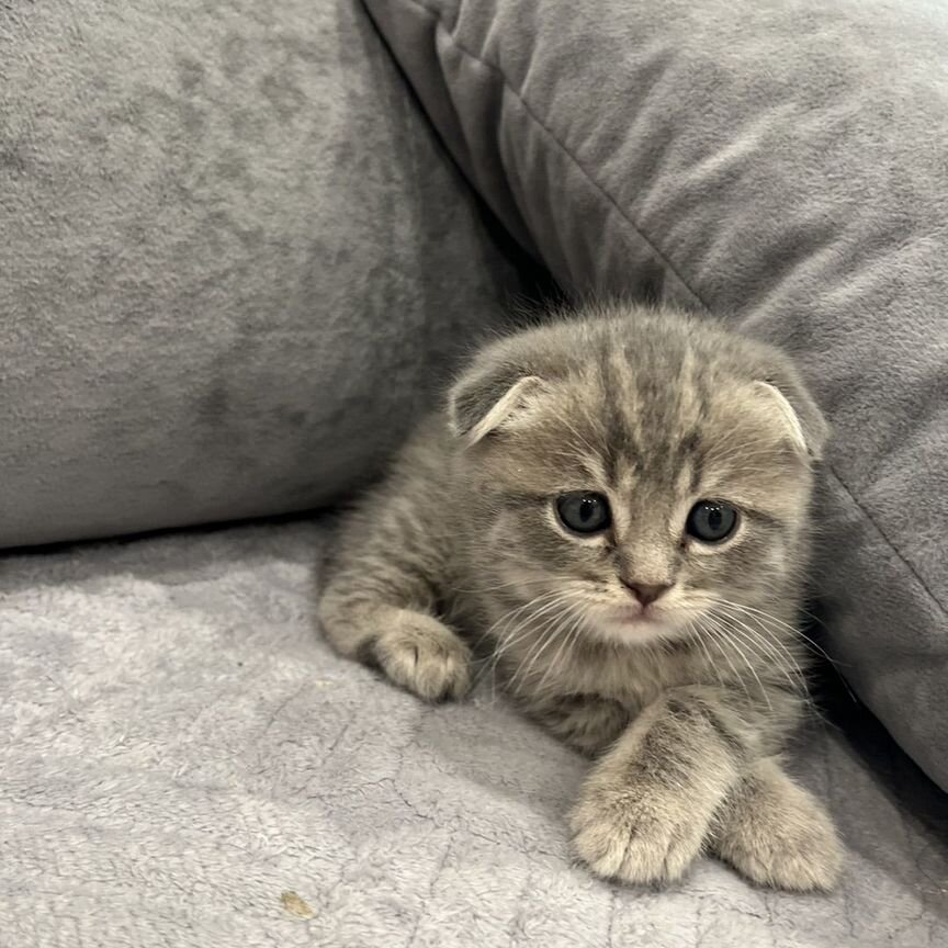 Шотландская вислоухая