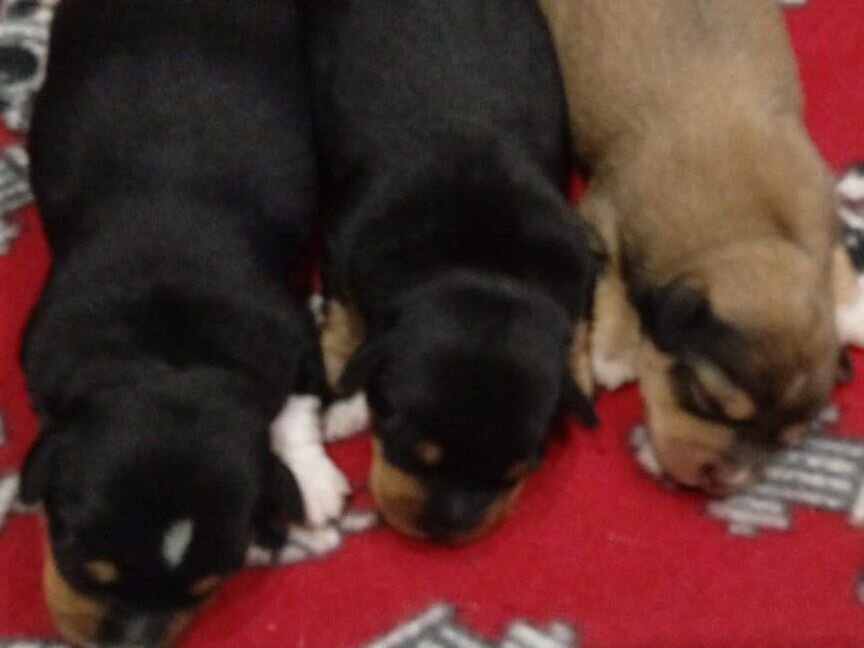 Щенок маленькой собаки