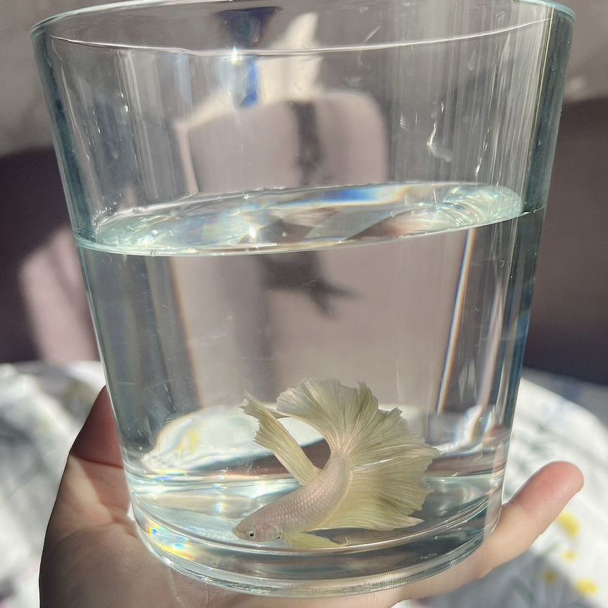 Золотой петушок рыбка