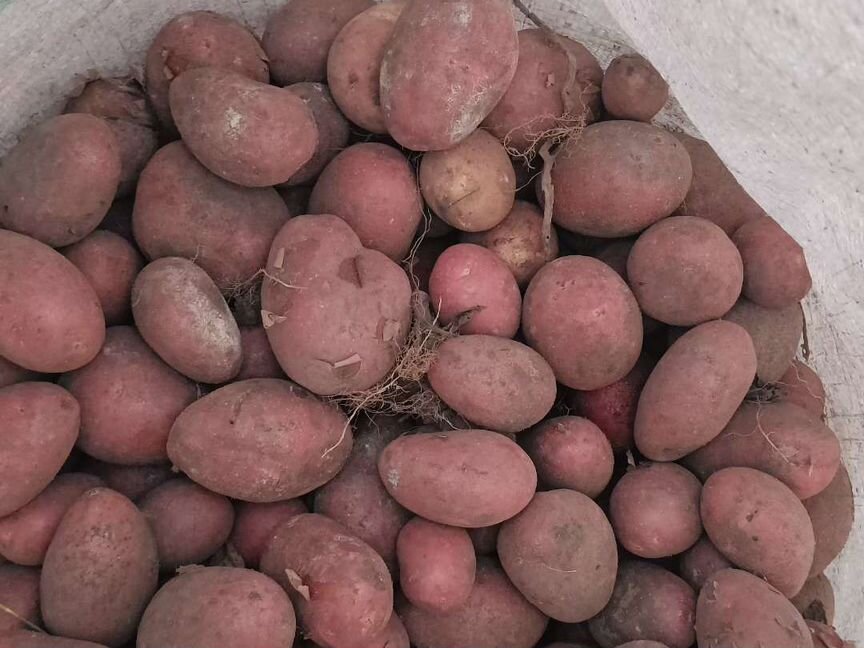 Продам картофель на корм скоту