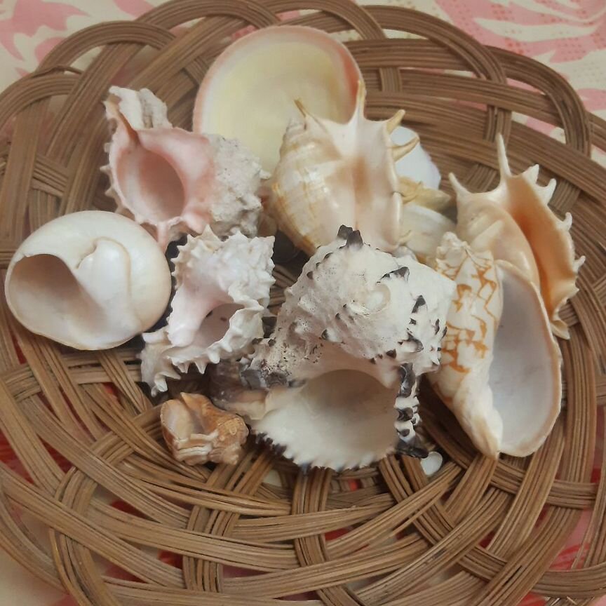 Красивые ракушки