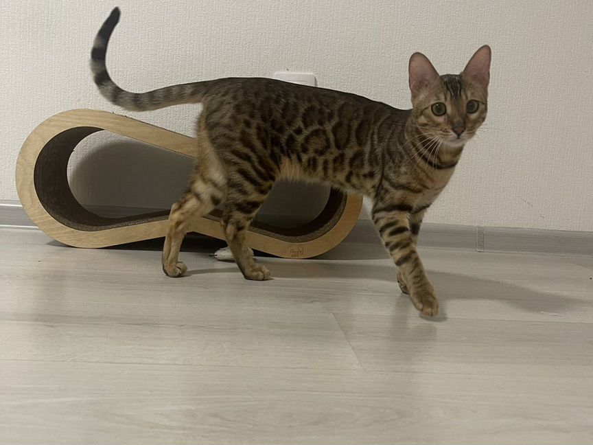 Бенгальская кошка