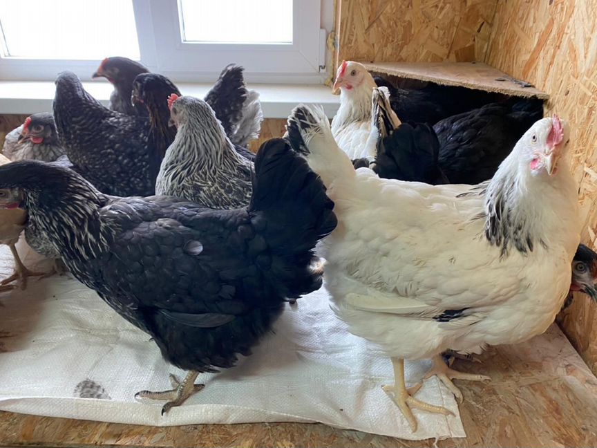 Куры Несушки