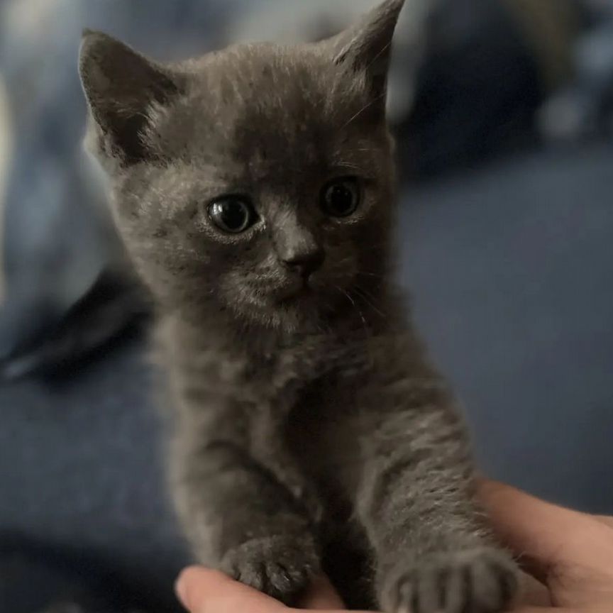 Британский короткошёрстный котёнок
