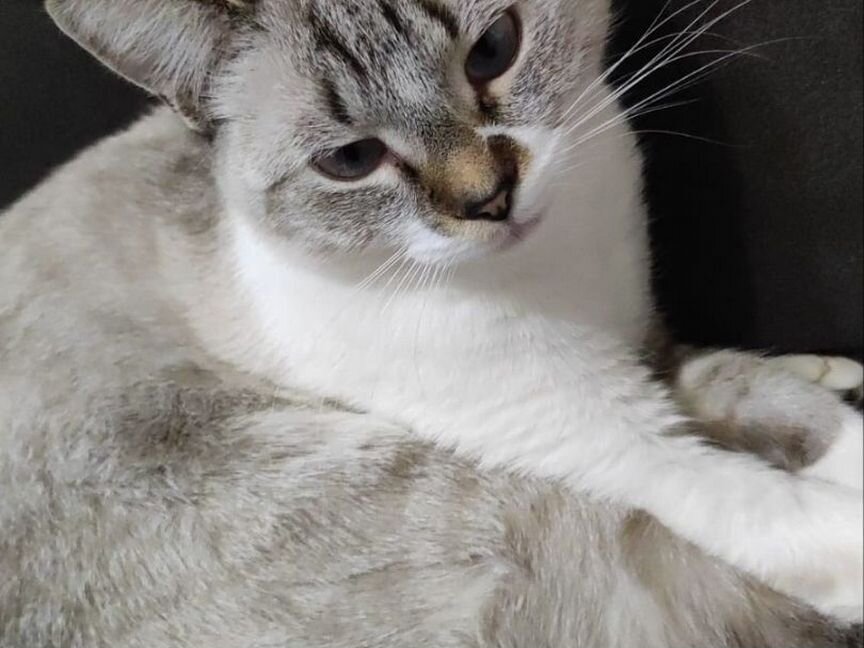 Отдам кошку в добрые руки