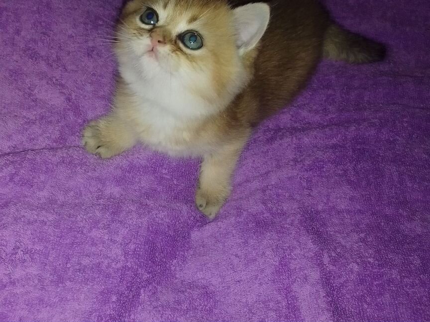 Британские шиншиллы котятки