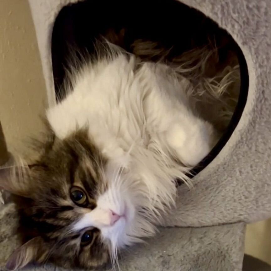 Взрослая, кошка в добрые руки