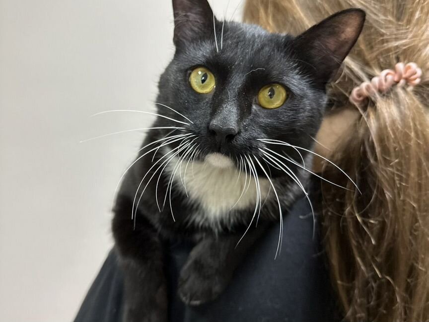 Котик-подросток в любящие руки